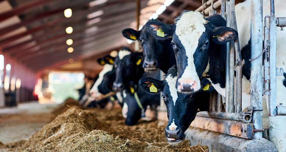 Cow Voice | Iparlat. Alimentando el futuro.